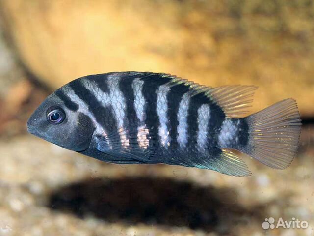 Цихлида чернополосая