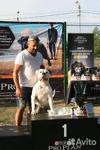 Предлагается для вязки кобель