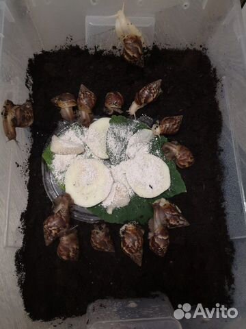 Улитки Ахатина фулика детки 3 мес