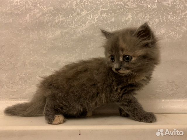 Крошечка кошечка