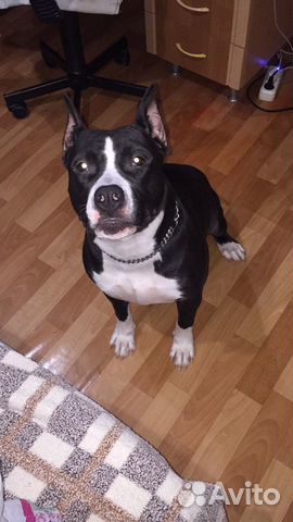 Американский Стаффордшир