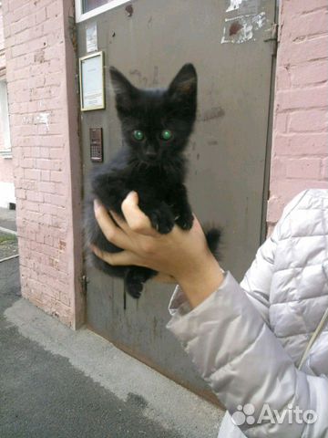 Кошичка 1,5мес