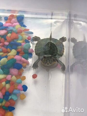 Черепаха с аквариумом и прочим