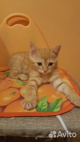 Коненок - девочка. Рыжулька