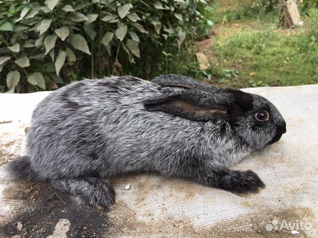 Продам кролей молодняк полтавское серебро