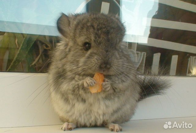 Ангорские шиншиллы