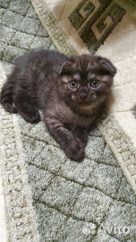 Вислоухие кошечки