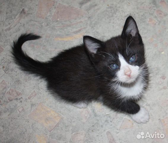 Котенок европейской домашний 2 мес