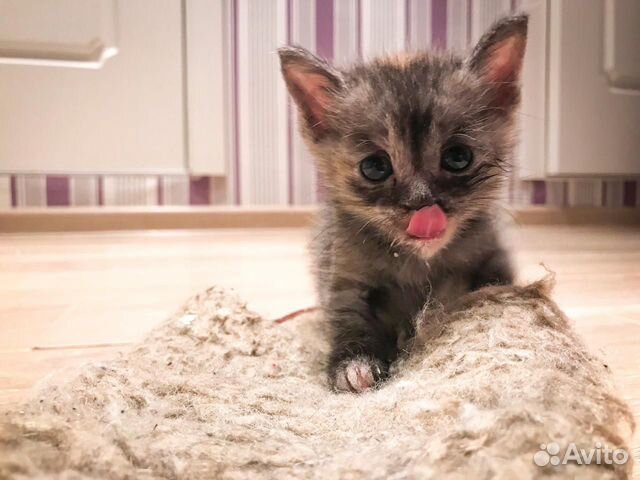 Котята британцы в добрые руки