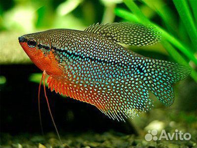 Жемчужный гурами