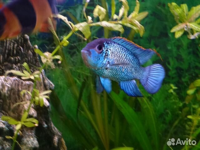 Нанакара Неон блю - мальки