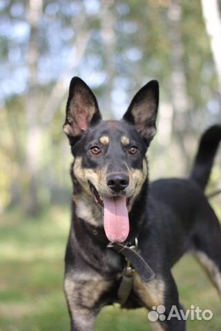 Собачка ищет дом