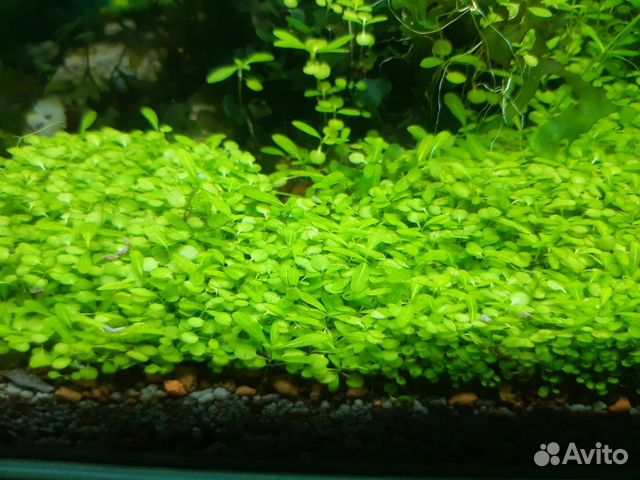 Растения прополка/ Хемиантус