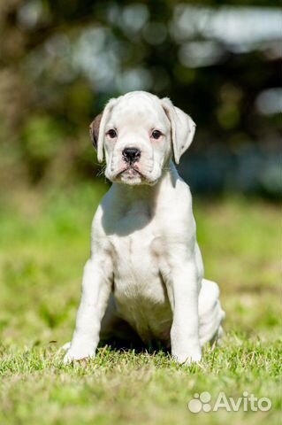 Щенки немецкого боксера сука и кобель