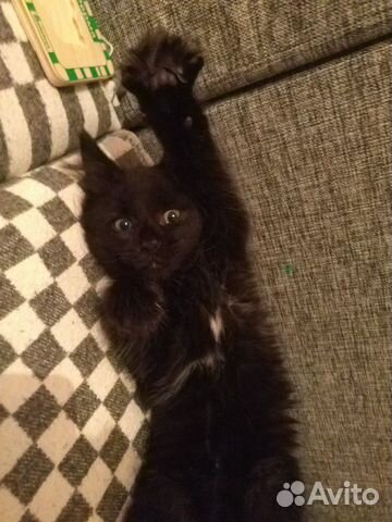 Котёнок Баксик