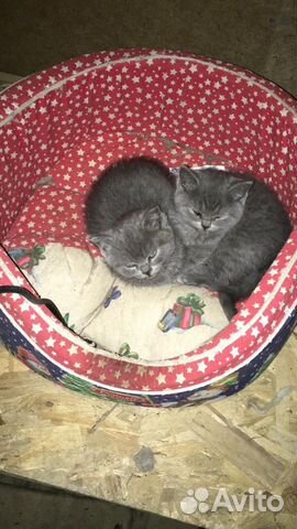 Британские котята