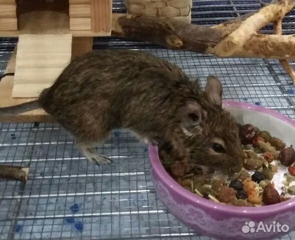 Дегу девочка