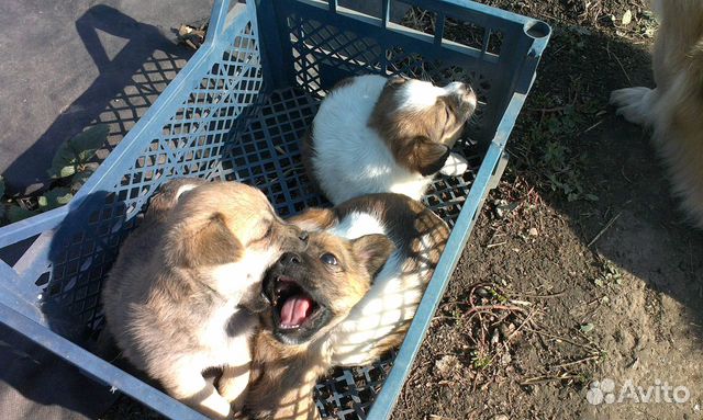 Щенки в добрые руки