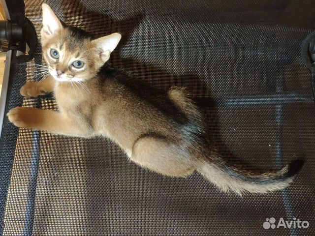 Котенок абиссинец