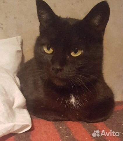 Уютная кошечка Черничка