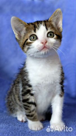 Котенок в добрые руки