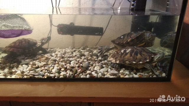 Аквариум с черепахами