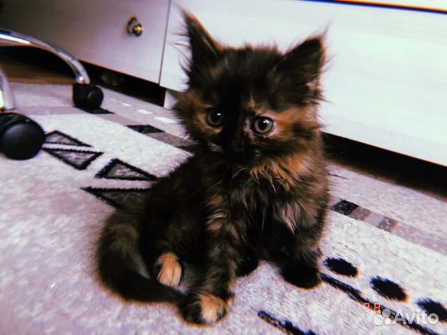 Кошечка, похожа на помесь британца