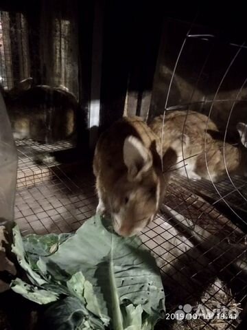 Продам крола