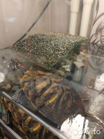 Черепаха красноухая