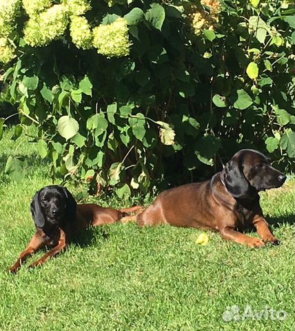 Барачная горная гончая