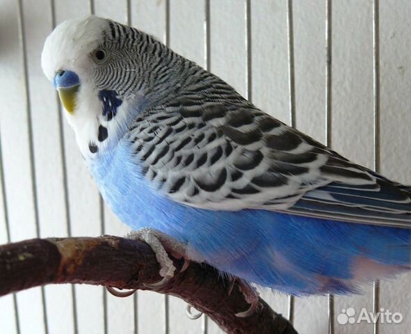 Волнистик и сова