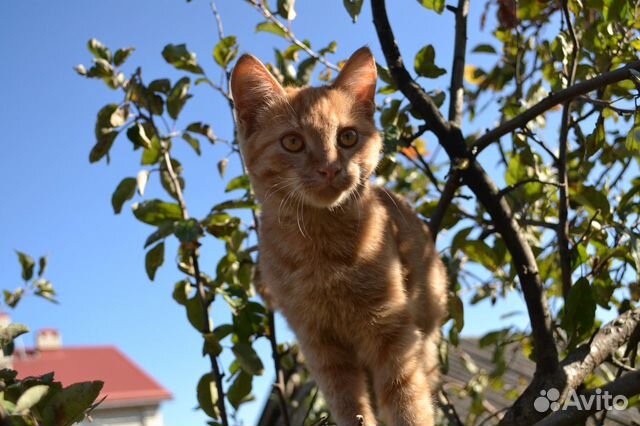 Котик ищет дом