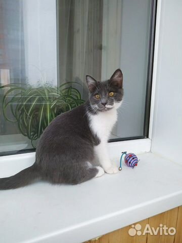 Котёнок ищет дом