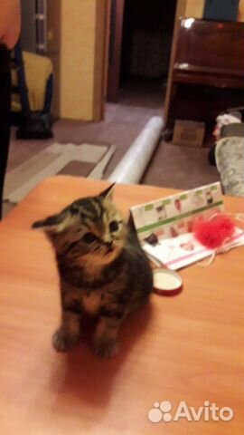 Котенок