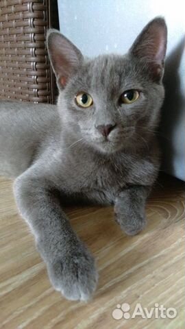 Молодой котик ищет семью
