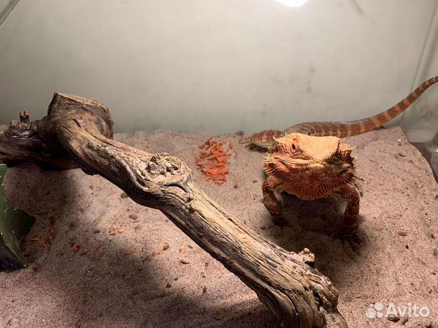 Агама с террариумом