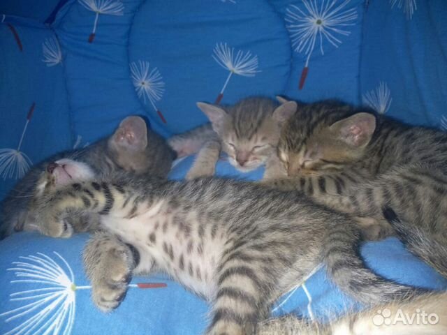 Котята (наполовину бенгалы)