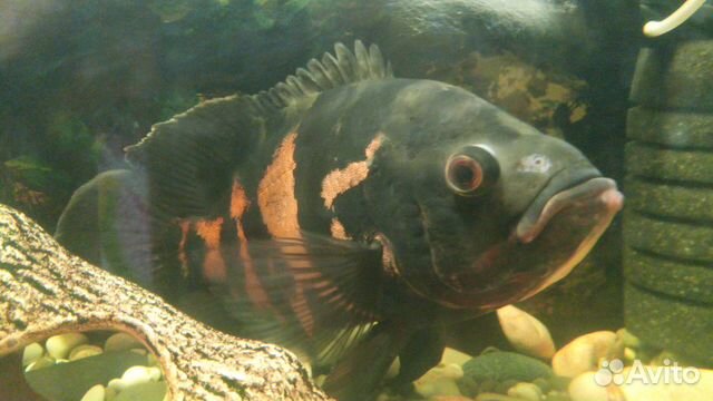 Аквариумные рыбки и аквариум