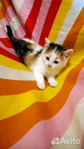 Котёнок крысыловка