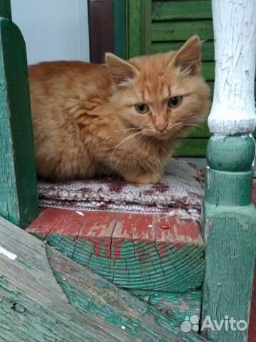 Рыжий котенок в дар