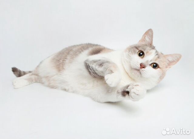 Кошечка Катрин ищет дом