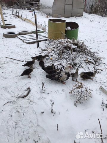 Продам индо утят