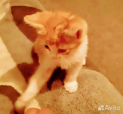 Отдаю рыжего котенка