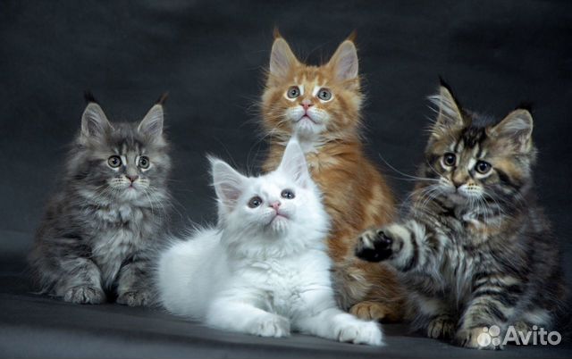 Котята мейн-кун