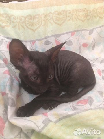 Кошки корниш-рекс