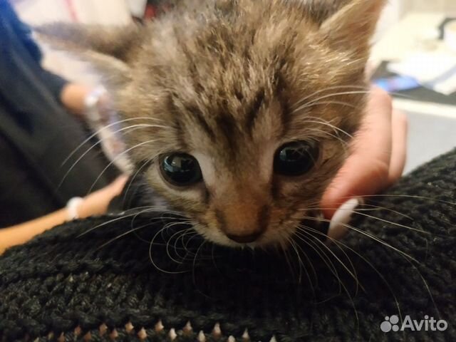 Отдадим котёночка