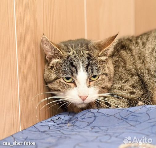 Кот Шерлок ищет любящую семью