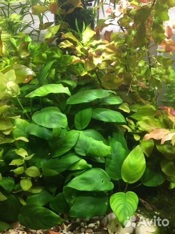 Аквариумное растение. Прополка