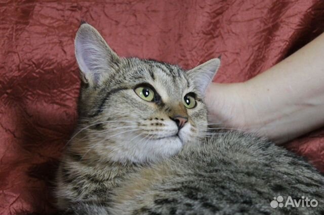 Бесплатно красивые котята