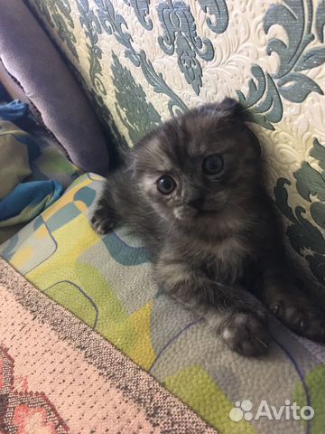 Отдам вислоухого котёнка